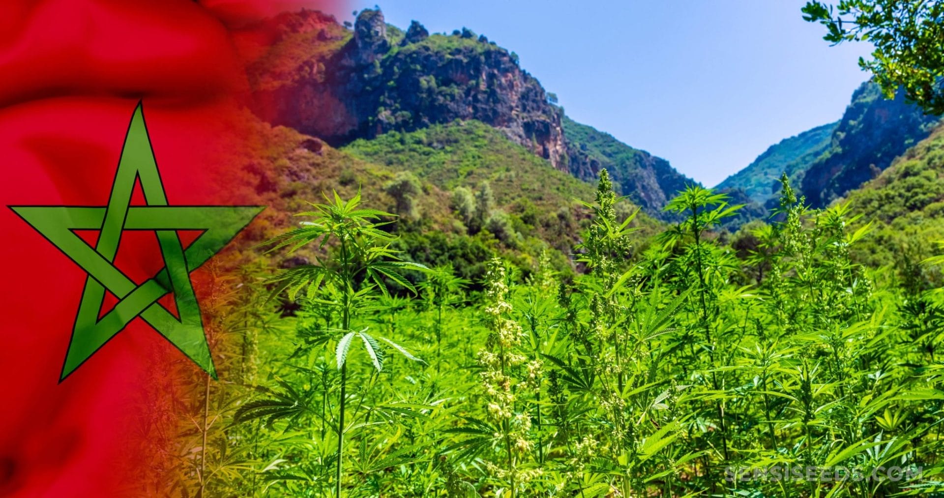 Cannabis : vers une légalisation de cette plante au Maroc ? | LEBRIEF